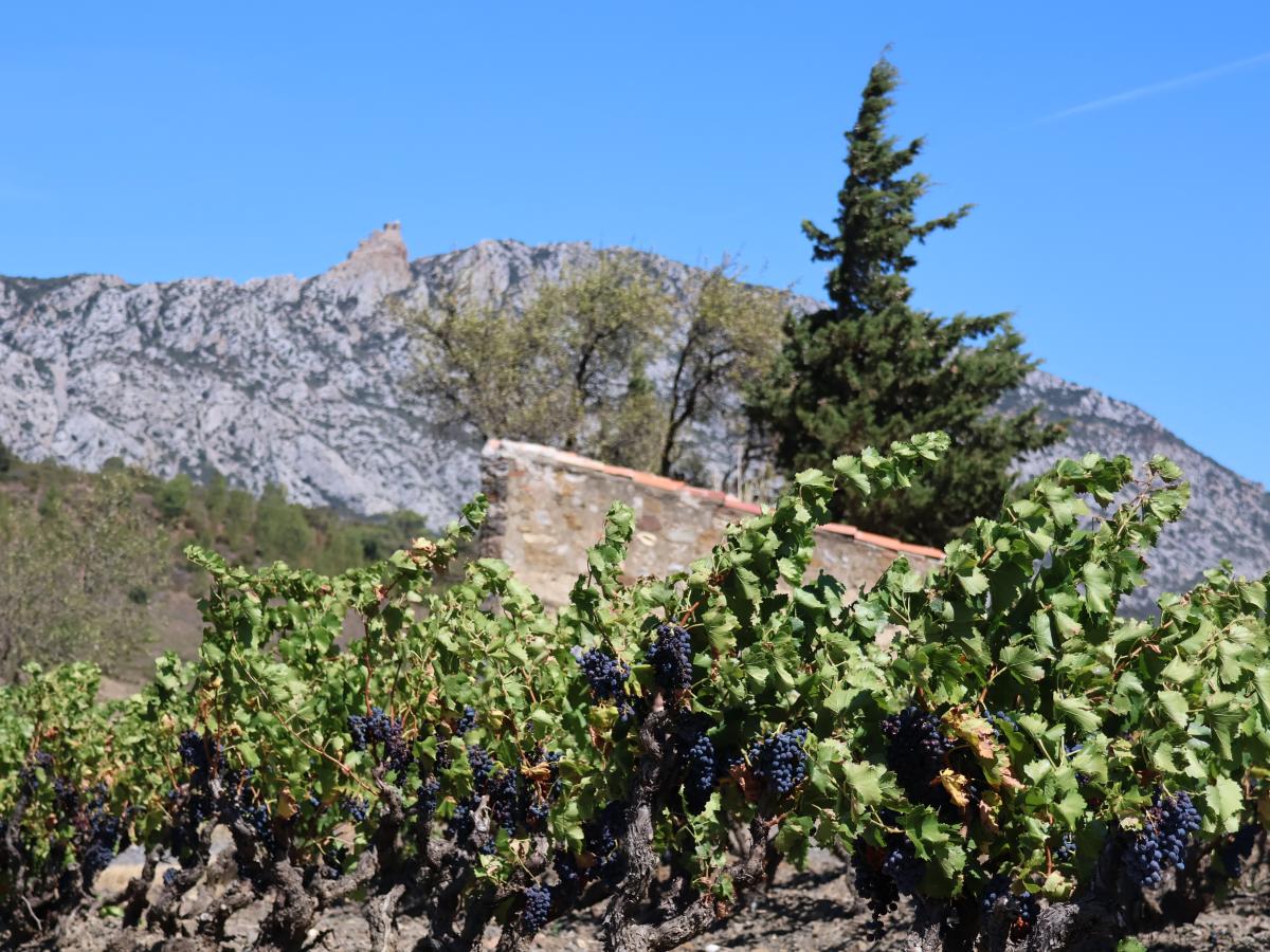 Les vins doux naturels | Agly Fenouillèdes Tourisme